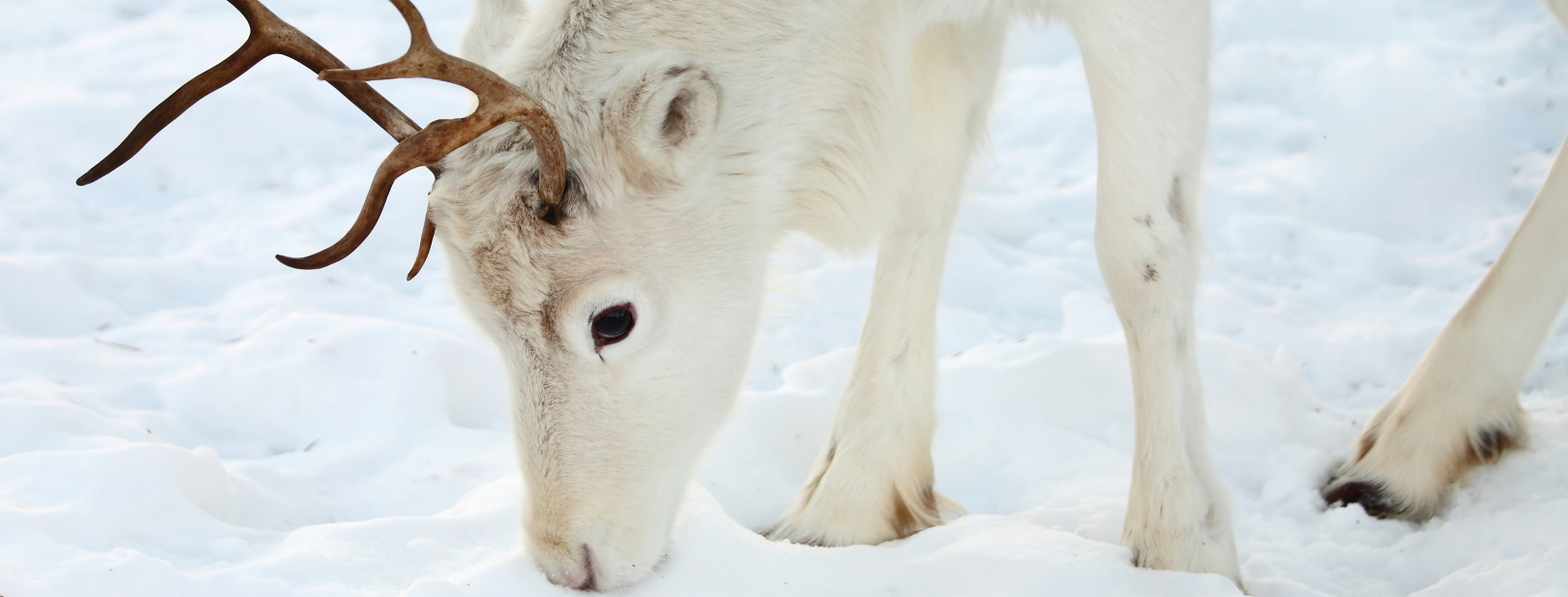 Séjours Activités à la carte Hotel à Suomu | Finlande - Laponie - Suomu